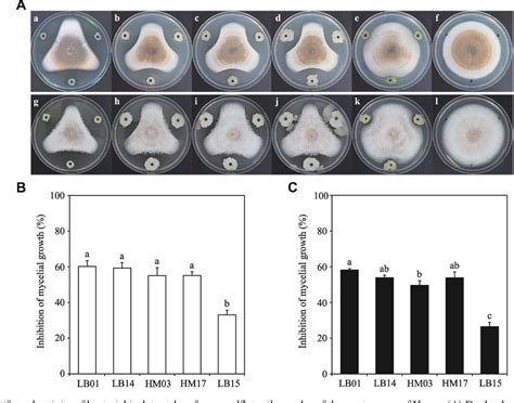Figure 1 From Antagonistic Activities Of Bacillus Spp Strains Isolated From Tidal Flat Sediment