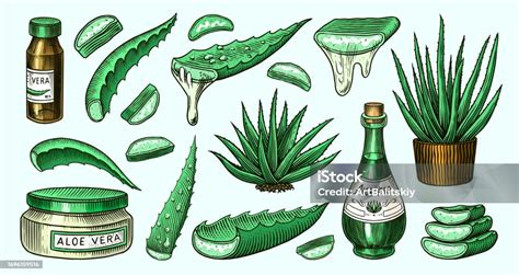 알로에 베라 세트 식물과 무리와 나뭇잎의 스케치 약초 또는 화장품 성분 손으로 그린 빈티지 잉크 스케치 라벨 광고 타이포그래피 또는 배너 포스터용 제품 0명에 대한 스톡