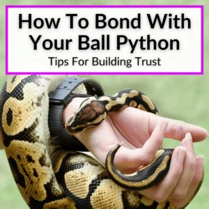 How To Bond With Your Ball Python Tips For Building Trust