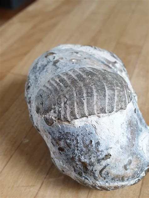 Can Someone Please Identify Fossil ID The Fossil Forum