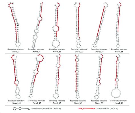 Novel Mirnas And Stem Loop Structures Identified In All Samples Download Scientific Diagram