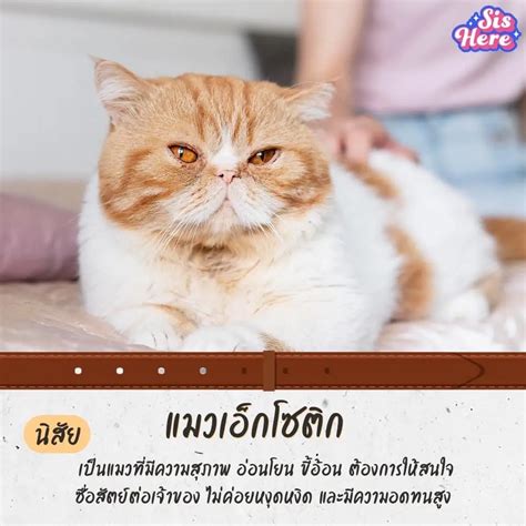 พาส่อง นิสัยแมวแต่ละพันธ์ุ ว่าเป็นแบบไหนบ้าง🐈 แกลเลอรีที่โพสต์โดย