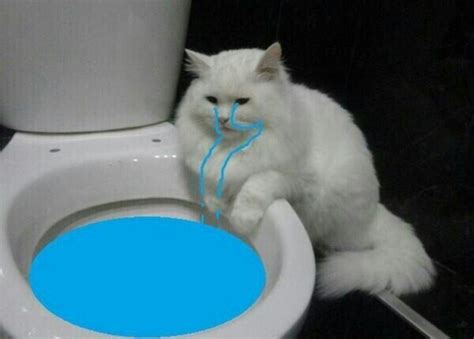 55 Perfect Reaction Meme Replies Your Can Use Inspirationfeed