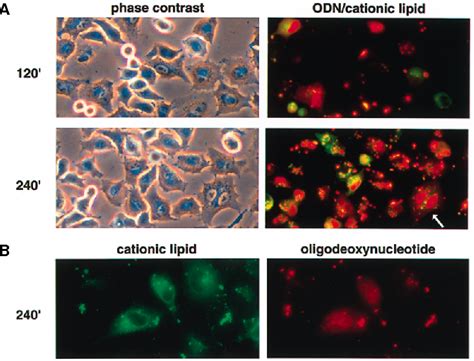 Figure 1 From Phosphorothioate Oligodeoxyribonucleotides Dissociate From Cationic Lipids Before