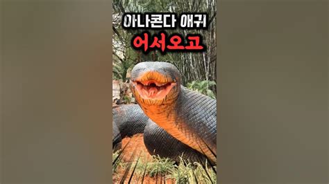세상에서 가장 큰 이 뱀 Youtube