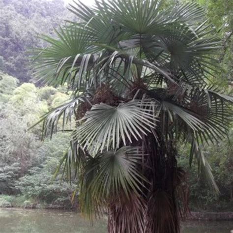 Xiao Zhang Chinese Academy Of Sciences Beijing Cas State Key Laboratory Of Cryospheric