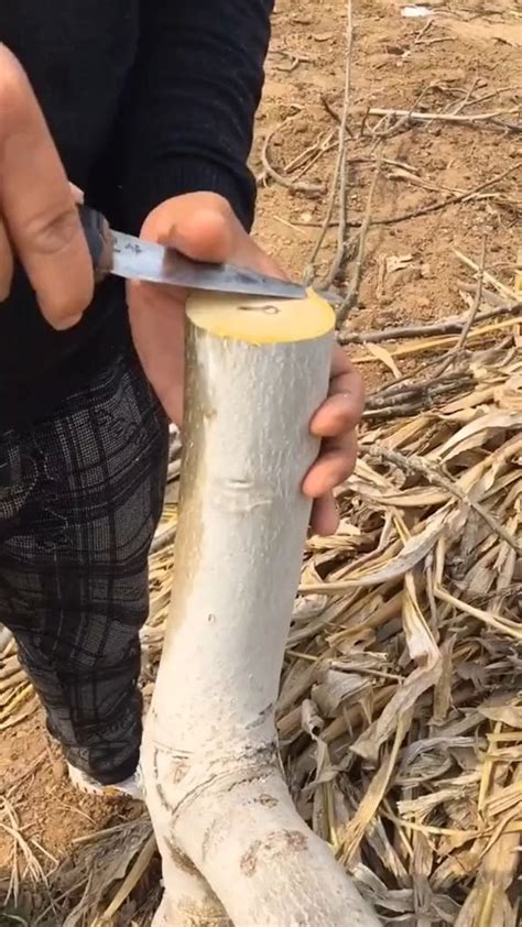 核桃嫁接技术教程 高清1080P在线观看平台 腾讯视频