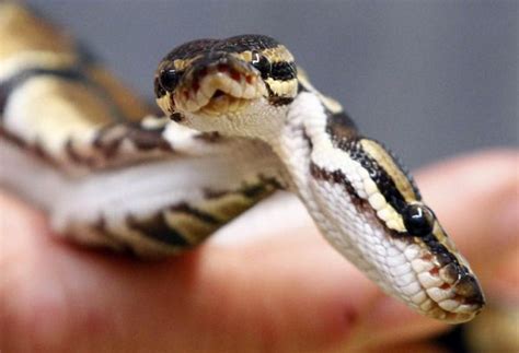Bizarre Two Headed Python Turns Heads
