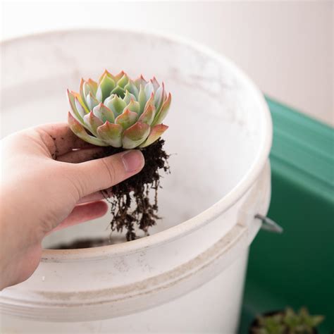 Diy Wine Bottle Planter For Succulents Succulents And Sunshine
