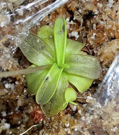 Tiny Ping Putting In Work Rcarnivorousplants