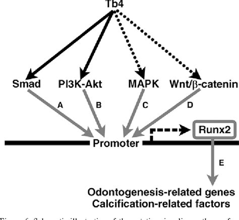 Figure 6 From Thymosin Beta 4 Is Associated With Runx2 Expression Through The Smad And Akt