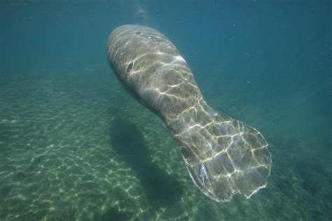 Close View Of A Manatees Tail Photograph By Nick Norman