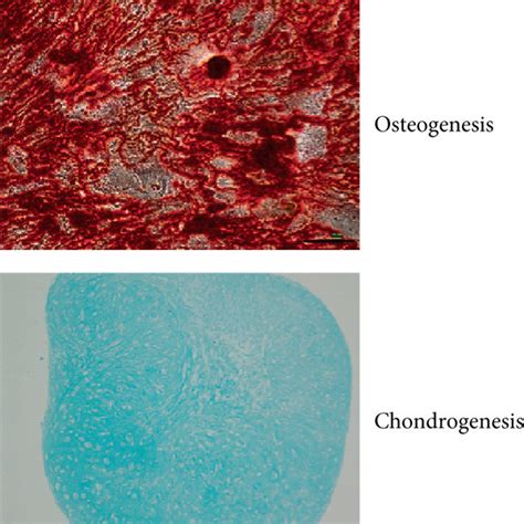Phenotype And Trilineage Differentiation Capacity Of Mscs A Mscs Download Scientific Diagram
