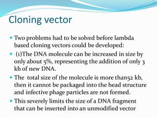Phage Vector Bacteriophage PPTX Biological Sciences Science
