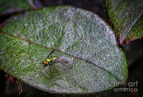 Tiny World 5 Photograph By Db Hayes Fine Art America