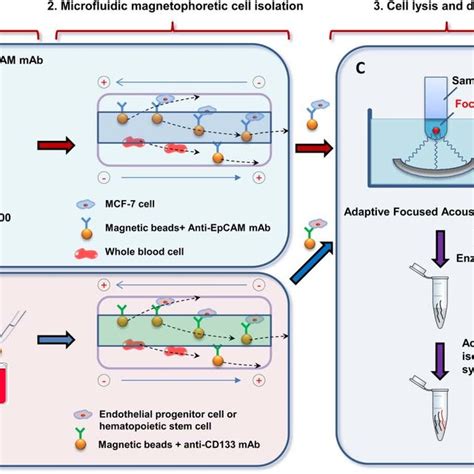 Workflow For Target Isolation And Proteomic Profiling Of Limited
