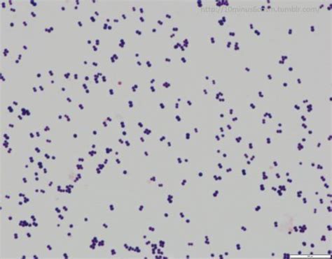 Staphylococcus Pseudintermedius Alchetron The Free Social Encyclopedia