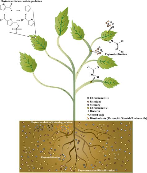 Phytostimulation Impact Of Phytostimulating Pgpr On Rsa Nutrient