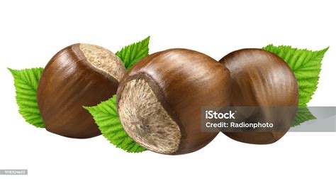 3 헤 즐 넛 패키지 디자인 요소로 서 잎과 껍질에 근접 촬영을 격리 흰색 바탕에 신선한 유기 양 개 암 나무입니다 3 너트 매크로입니다 컬렉션 0명에 대한 스톡 사진 및