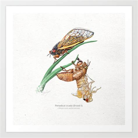 Cicada Scientific Drawing Cicada Scientific Drawing