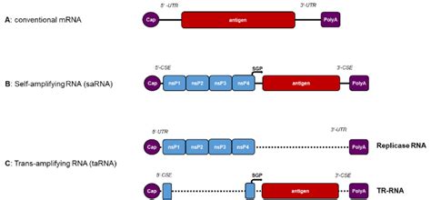 Rna Vaccine Approaches A Conventional Mrnas Consist Of The 5′ Cap Download Scientific