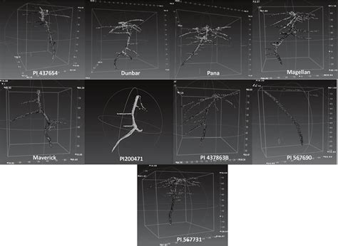 Three Dimensional Reconstructed Soybean Root Images Using A