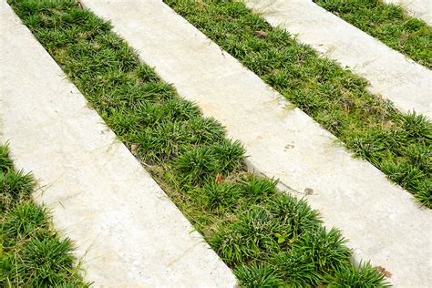 4 Great Ways To Use Groundcover Grasses In Your Landscape Plants By Mail