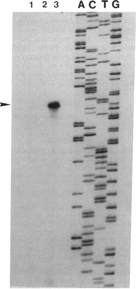 Determination Of The Transcriptional Initiation Site Of The Hsfa Download Scientific Diagram