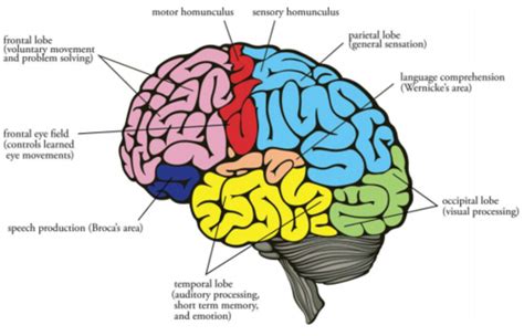 Neural Bases 50100 Chapter 1 Flashcards Quizlet