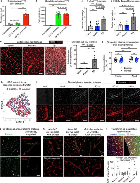 Bbb Permeability And Homeostasis After Plasma Injections And Brain
