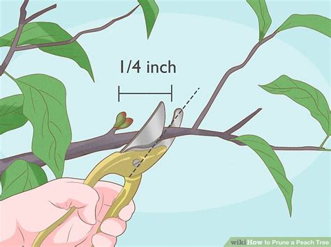 3 Ways To Prune A Peach Tree WikiHow
