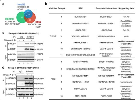 Rbp Groups Inferred From Eclip Data And Co Ip Validation A We Show The Download Scientific