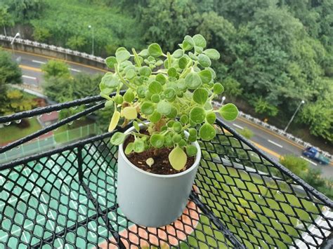 장미허브 키우기 삽목 외목대 물주기 방법 네이버 블로그