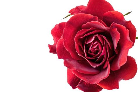 Red Rose On White Background Repeated Multiple Times Premium Ai Generated Image