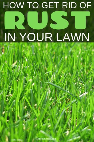 How Do I Get Rid Of Rust In My Lawn Effective Ways How AGreenHand