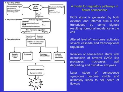Ageing And Senescence Ppt