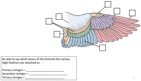 Wing Anatomy Diagram Quizlet