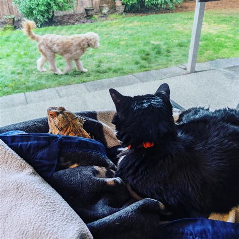 Plotting Album On Imgur