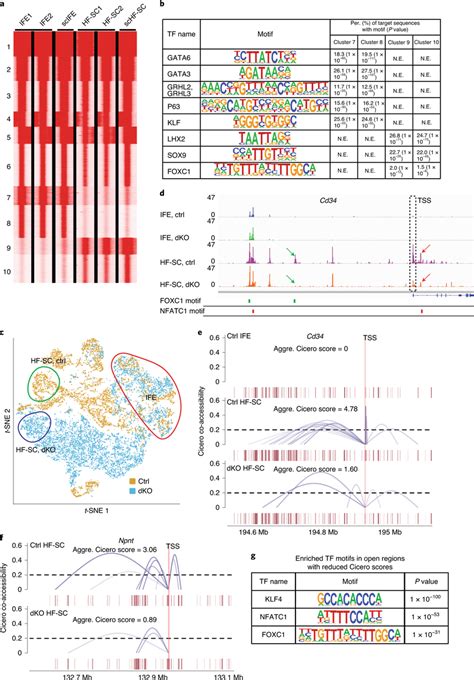 Single Cell Open Chromatin Analysis Of Hf Scs Reveals The Role Of Foxc1 Download Scientific