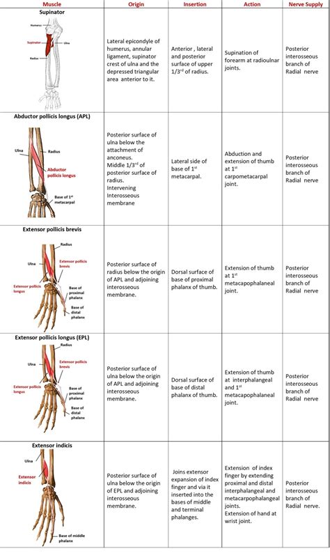 Anatomy Qa Muscles Of Flexor And Extensor Compartments Of Forearm