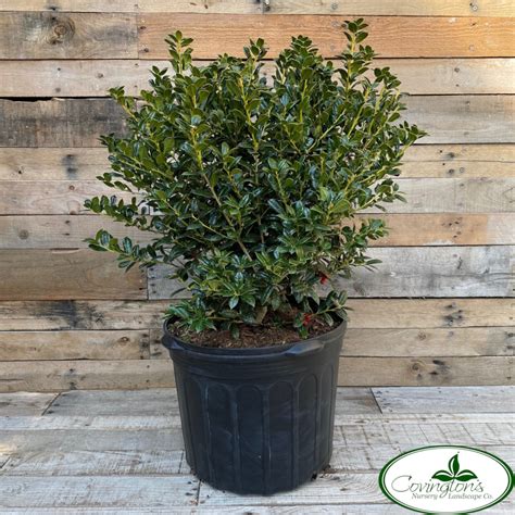 Holly Burford Dwarf Covingtons