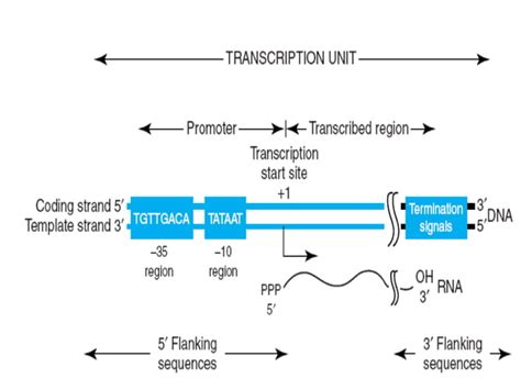 Transcription Of Dna Pptx Programming Languages Computing