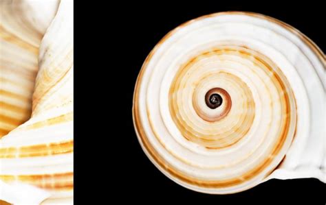 Seashell Free Stock Photo By 2happy On Stockvault Net