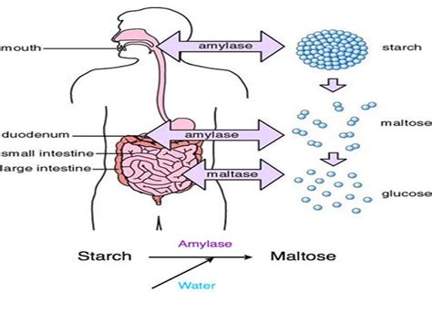 Parts Of The Digestive System That Produce Amylase At Lynell Johnston Blog
