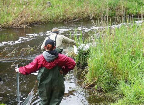 Checking Nets At An Upstream Site On Killara Download Scientific Diagram