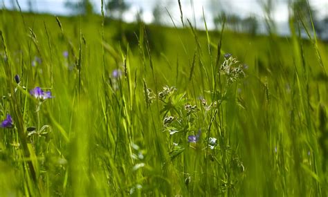 Meadow Grass Flowers Free Photo On Pixabay