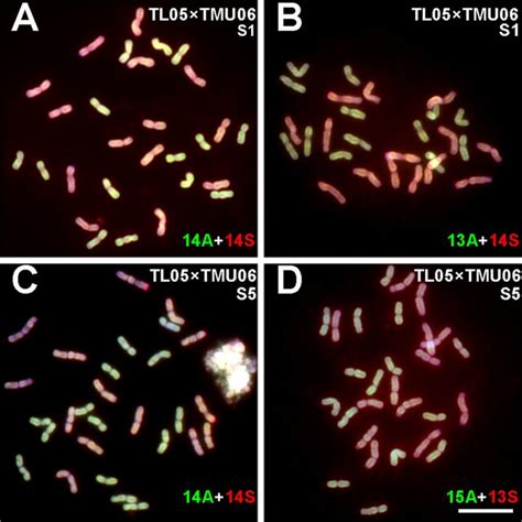 Multicolor Genomic In Situ Hybridization Analysis On Somatic Metaphase Download Scientific