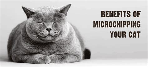 Microchipping Your Cat Why It S Important How It Works Natural Pet Food