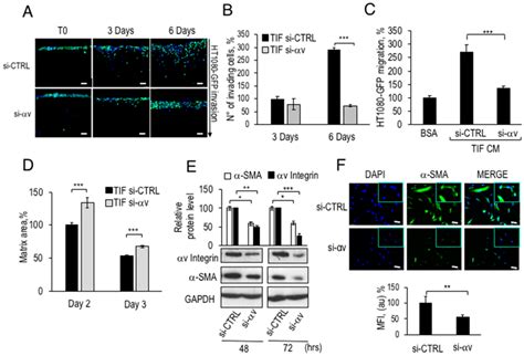Decreased Pro Invasive Ability Matrix Contraction Capacity And α Sma Download Scientific