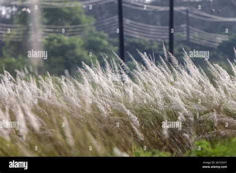 Saccharum Spontaneum Wild Sugarcane Kans Grass Is A Grass Native To The Indian Subcontinent